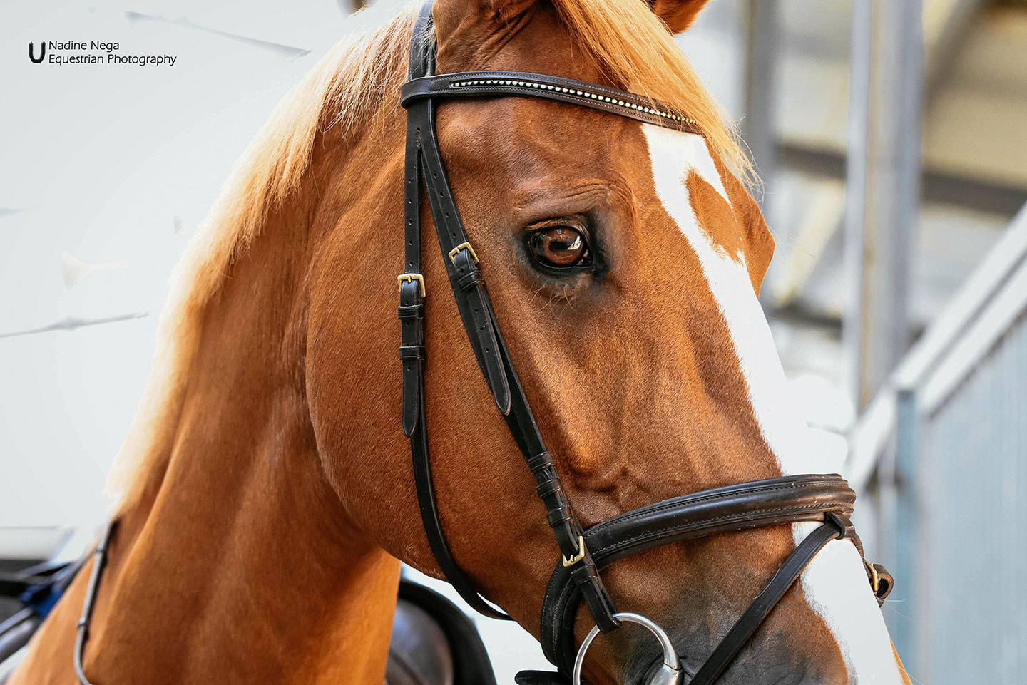 THE horse specialist – HORSETALENTS