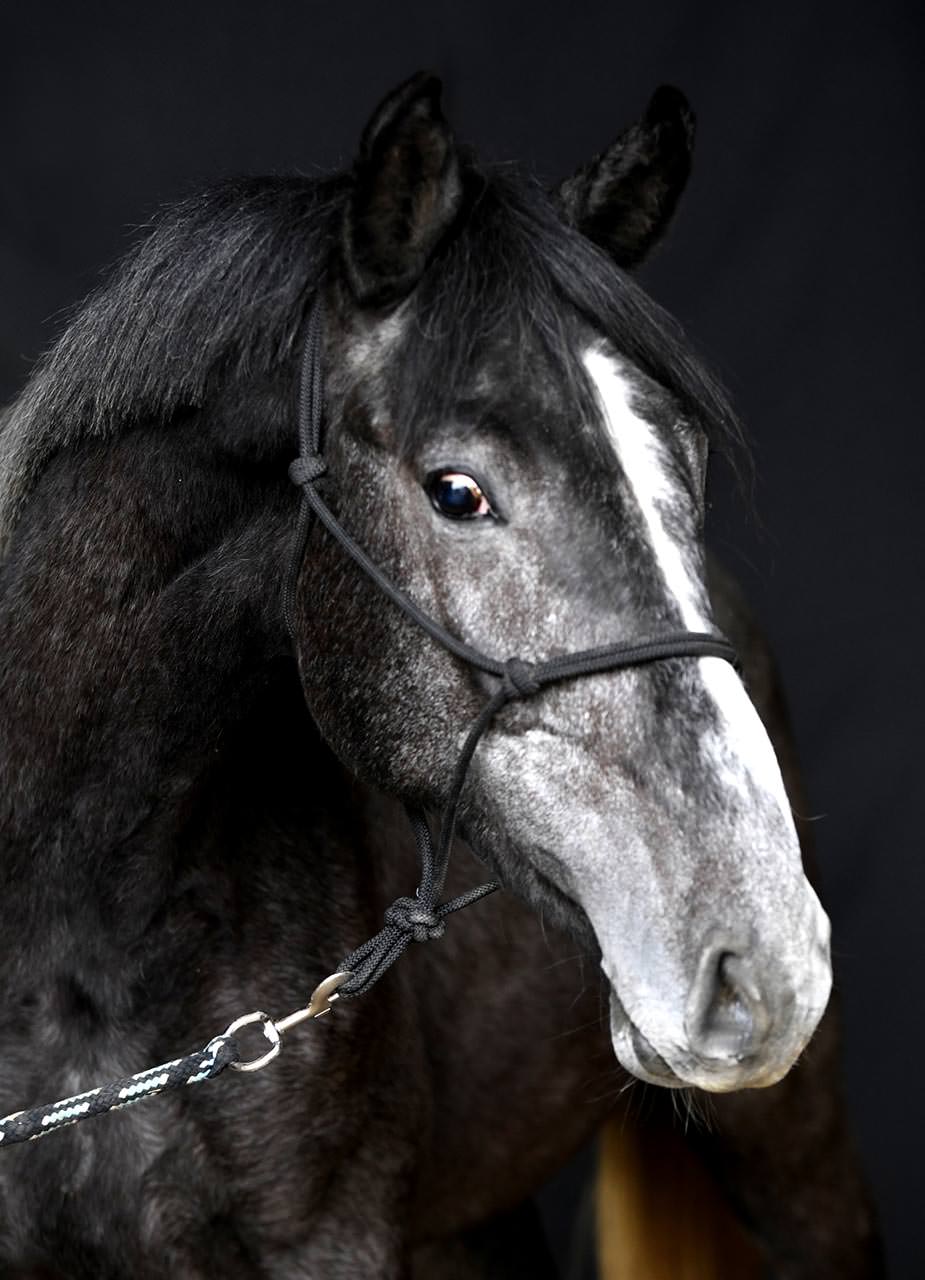 Testimonials – HORSETALENTS