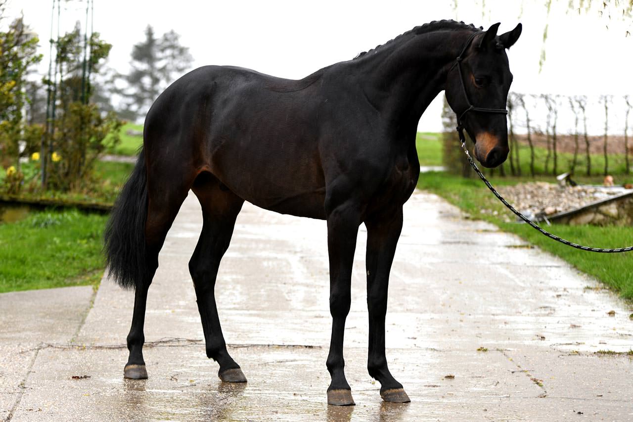 About HORSETALENTS – Receive more information about us